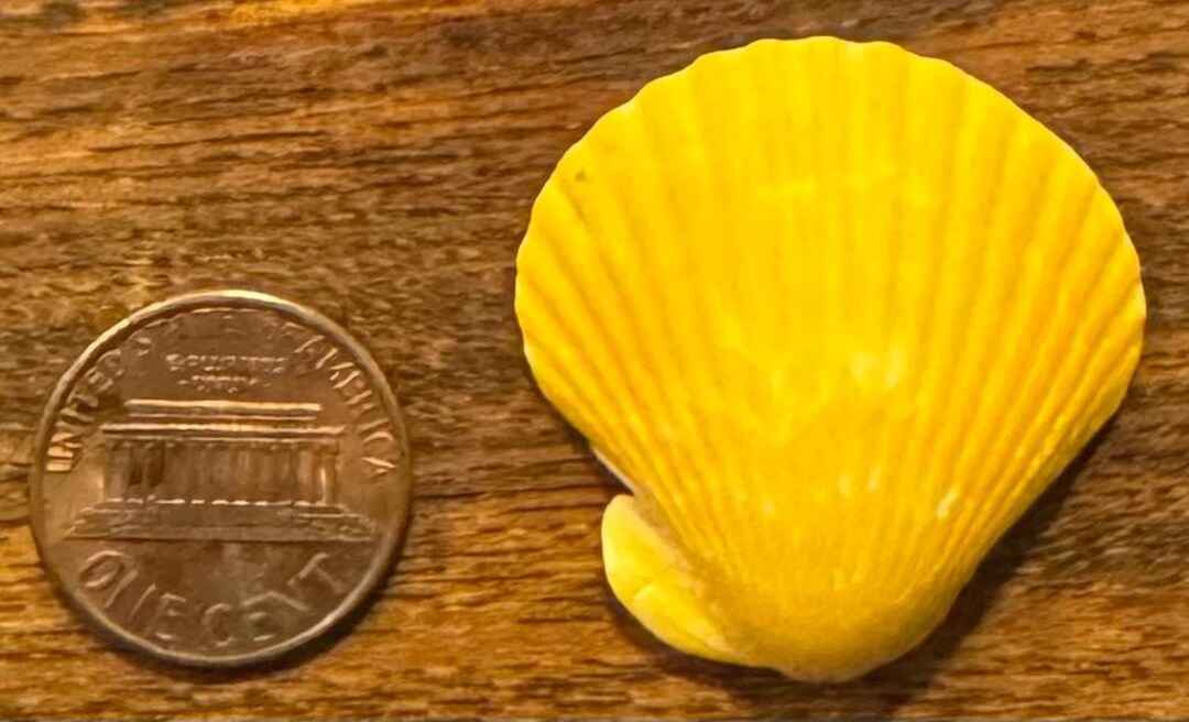 Rare Large Gold Rough Scallop Shell - Etsy