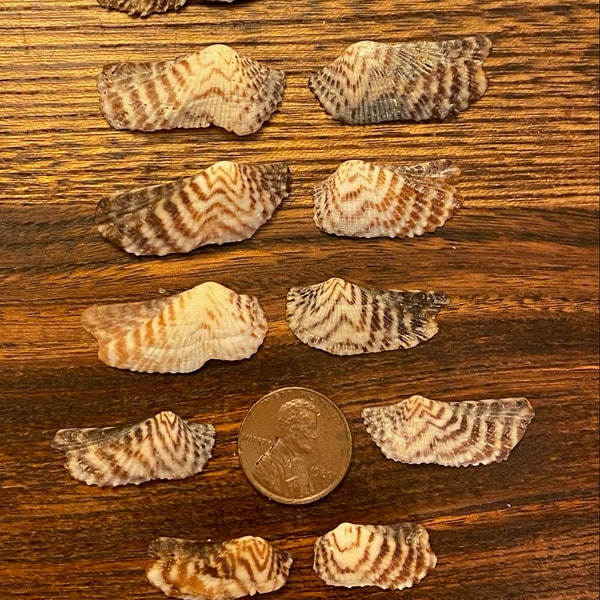 Turkey Wing Shells - Etsy