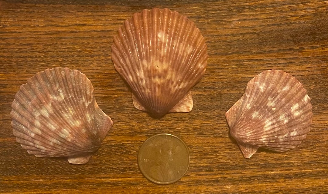 Three Excellent Select Thistle Scallop Shells - Etsy