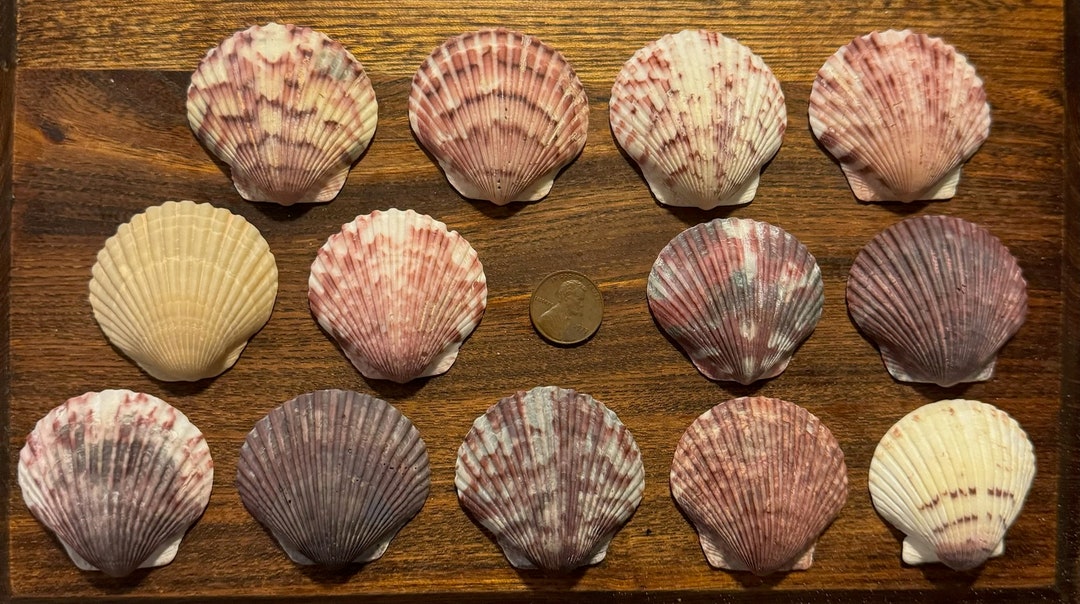 Thirteen Extra Large Scallop Shells - Etsy