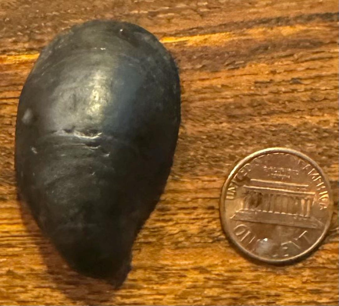 Rare Black Slipper Shell - Etsy