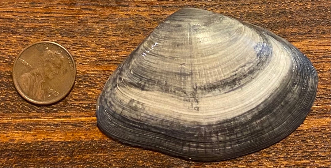Rare Black-stripped Giant Coquina Shell - Etsy