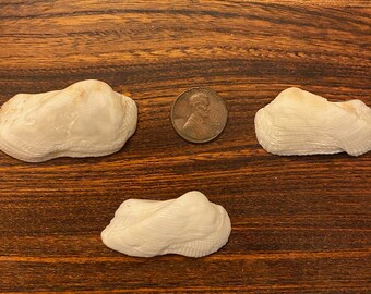 SouthFloridaShells - Etsy