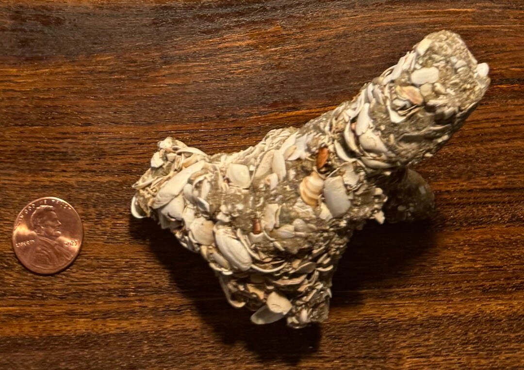 Million-year-old Shell Rock - Etsy
