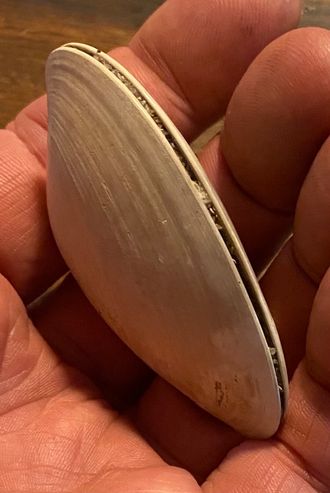 Petrified Medium Sunray Venus Shell Fossil- Whole - Etsy