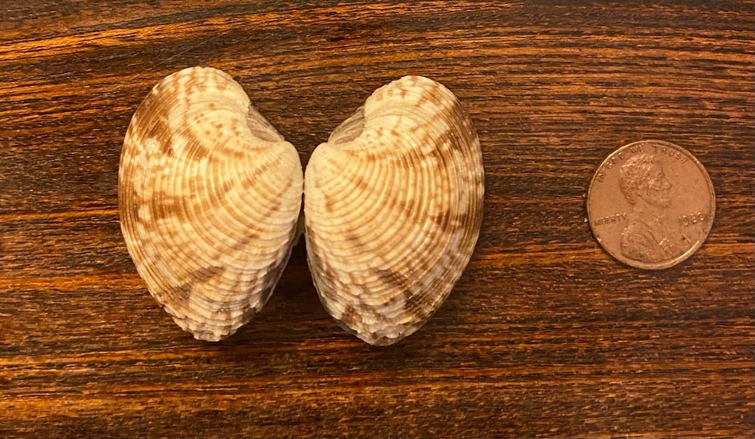 A Set of Patterned Lady-in-waiting Venus Shells - Etsy