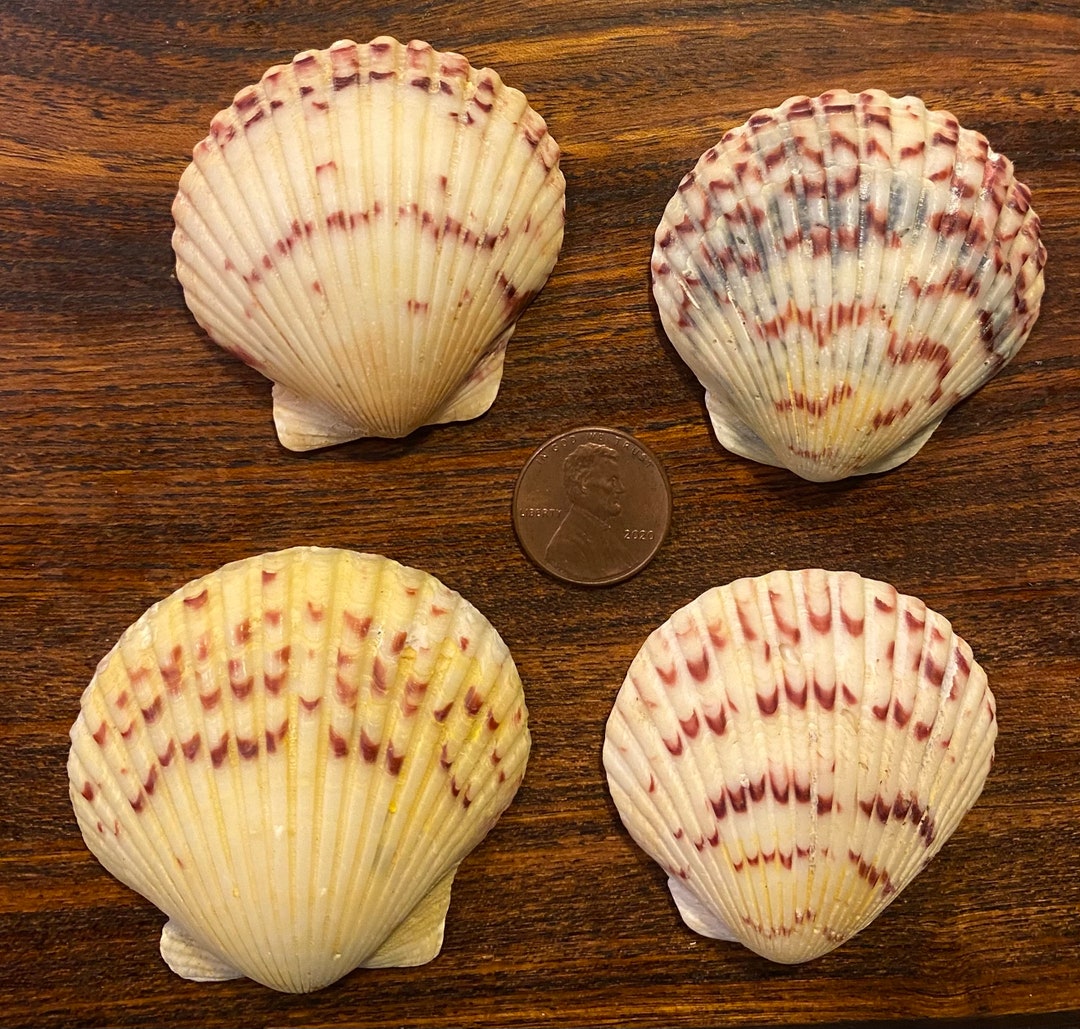 Four Excellent Matching Select Large Scallop Shells - Etsy