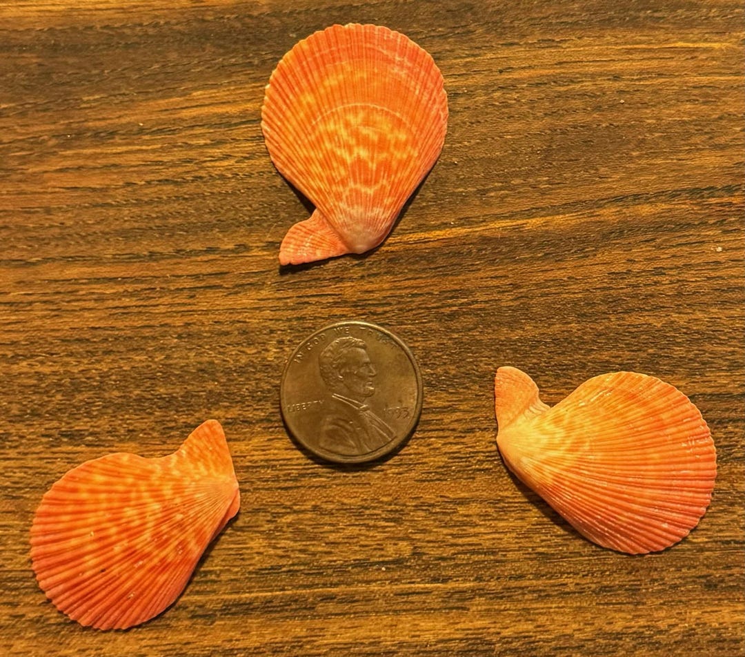 Three Large Orange S. Scallop Shells - Etsy