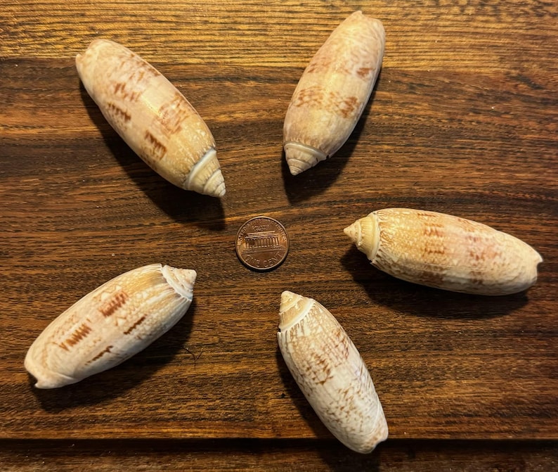 Five Excellent Large Lettered Olive Shells - Etsy