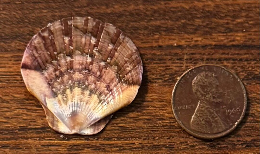 An Excellent Medium Flat Scallop Shell - Etsy
