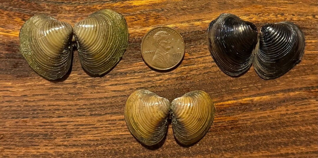 Three Sets of Asian Clam Shells - Etsy