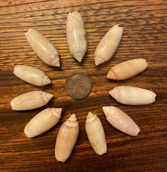 Eleven Small Lettered Olive Shells | Etsy