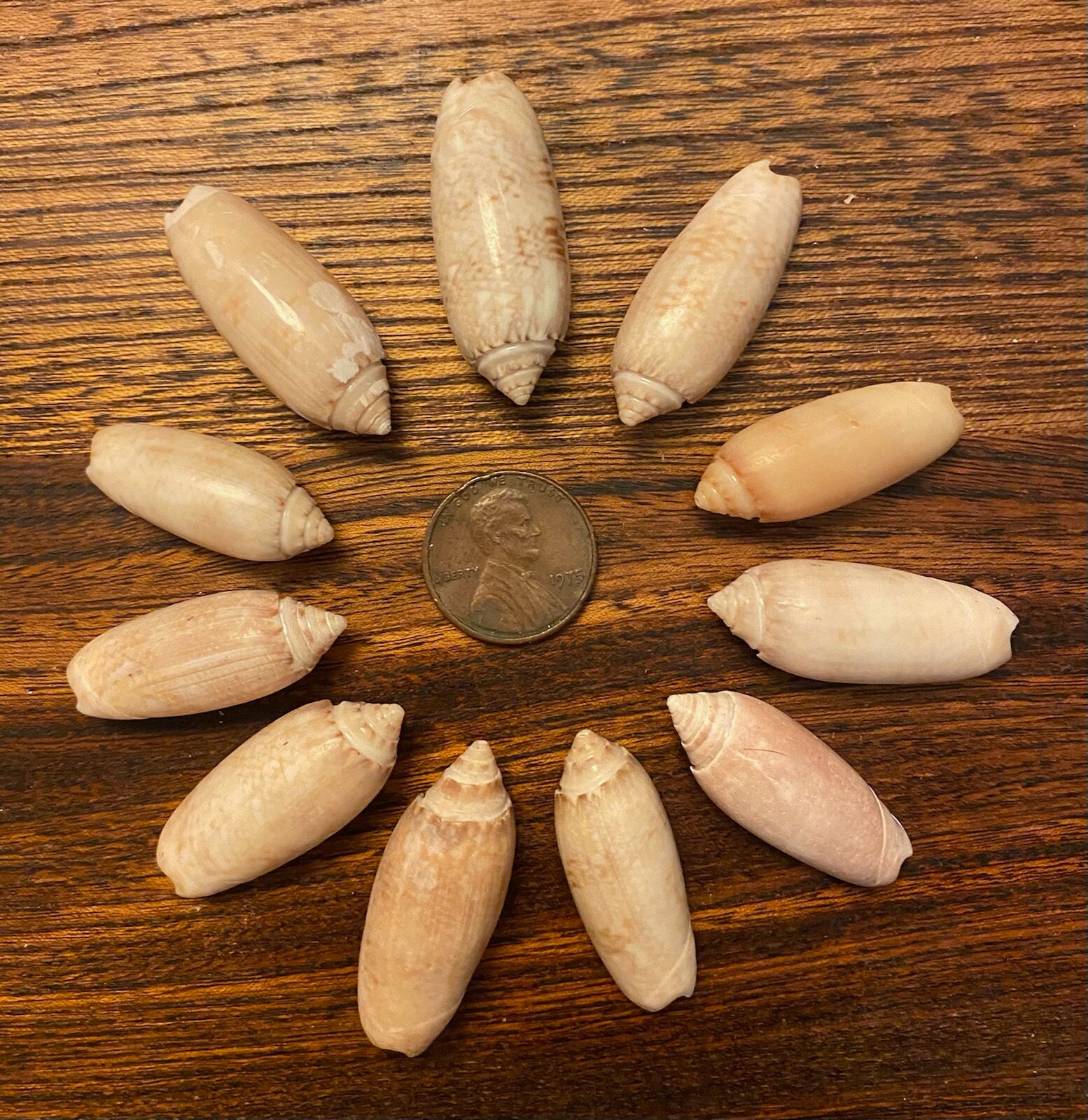 Eleven Small Lettered Olive Shells | Etsy