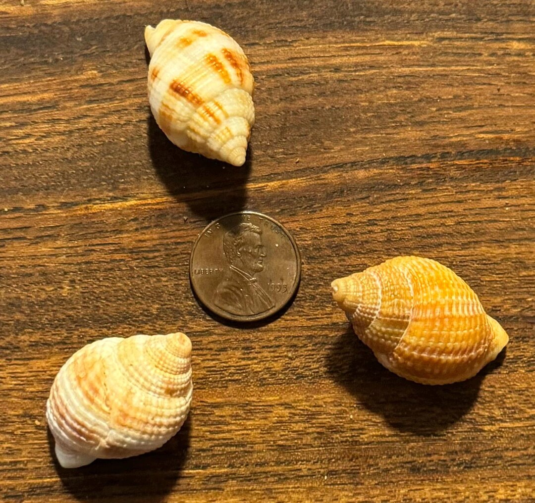 Three Nutmeg Shells- One a Rare Orange Nutmeg - Etsy