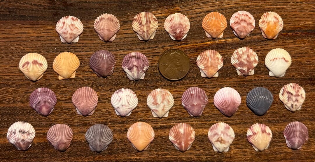 30 Select Micro Scallop Shells - Etsy