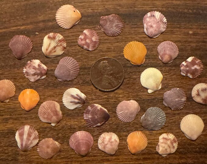 28 Medium-samll Micro Scallop Shells - Etsy