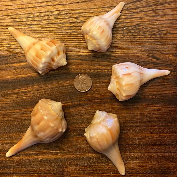 Lightning Whelk - Etsy