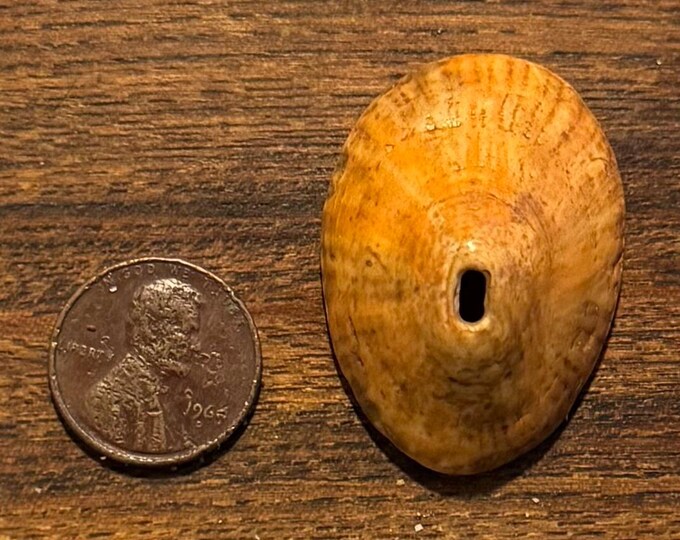 Stained-gold Fossil Keyhole Limpet Shell - Etsy