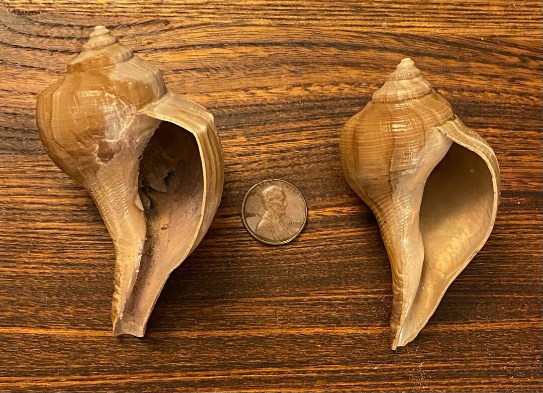 Two Types of Medium-small Archaic Whelk Shells - Etsy