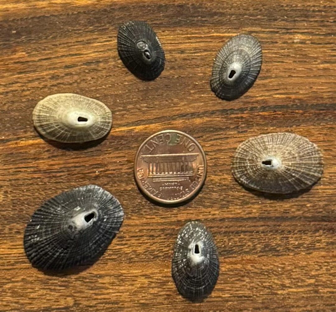 Six Medium-small Black or Dark Keyhole Limpet Shells - Etsy