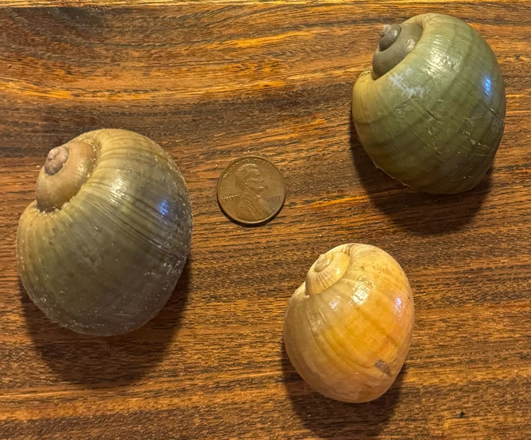 Three Select Medium Apple Snail Shells - Etsy