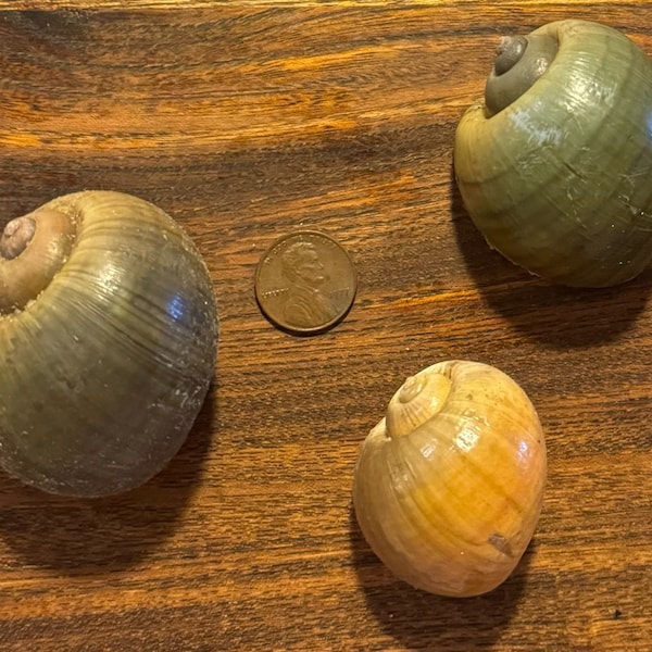 Apple Snail Shell - Etsy