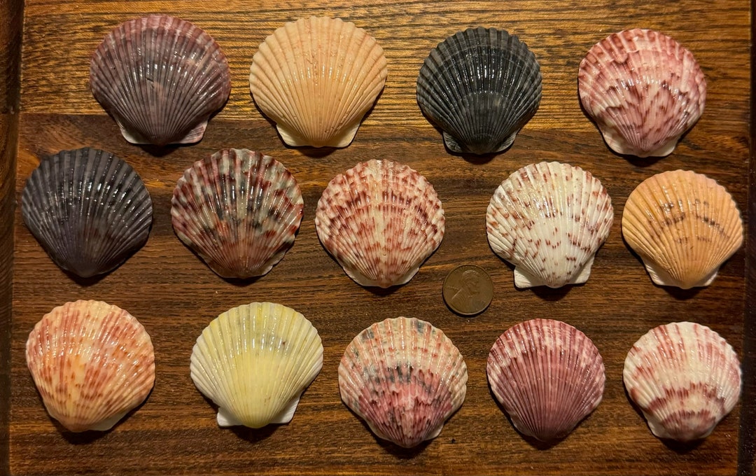 14 Extra Large Select Scallop Shells - Etsy