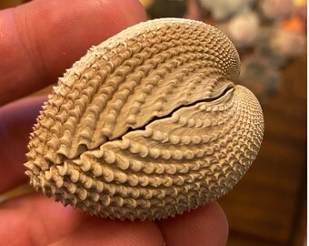 Florida Rare Shells - Etsy