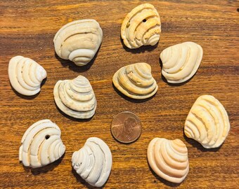Pawleys Island Shells | Imperial Venus Clam | 1 Piece | Shells to ...