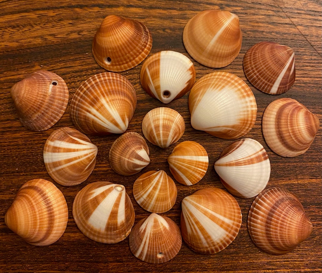 19 Sunburst Spectral Bittersweet Shells - Etsy