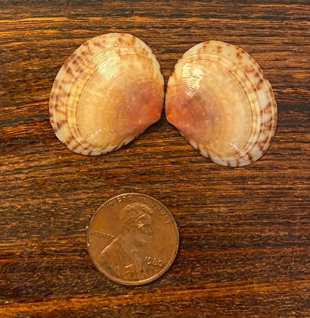 A Set of Orange Semele Shells - Etsy