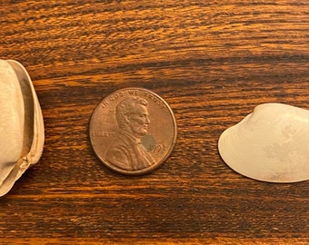 Venus on the Half Shell - Etsy