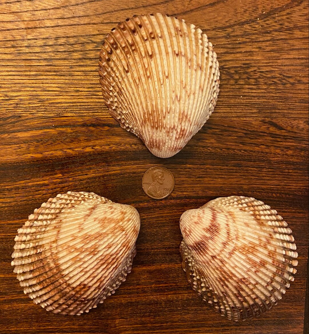 Three Giant Florida Spiny Cockle Shells - Etsy