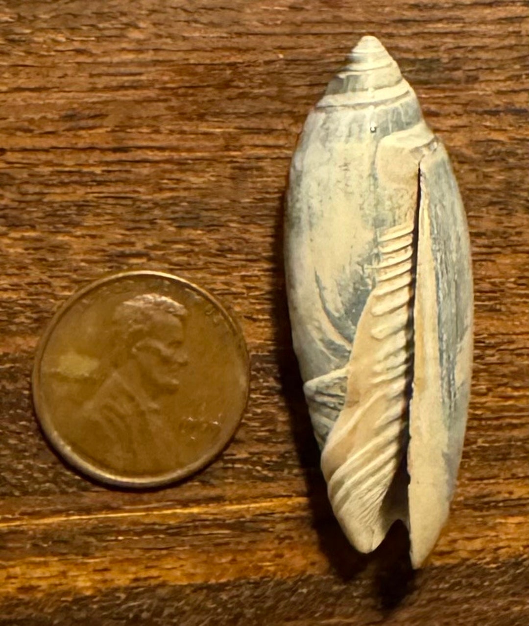 Rare Marble-stained Lettered Olive Shell - Etsy