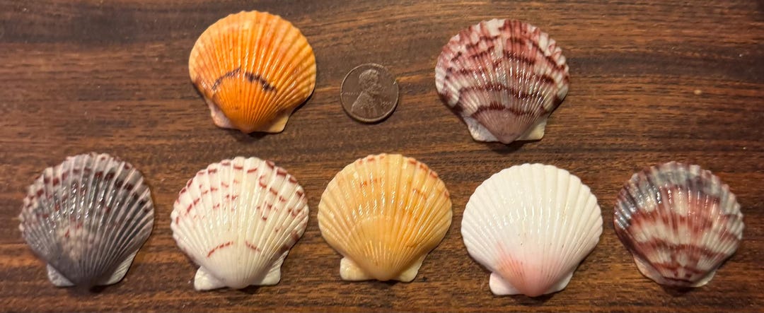 Seven Large Select Scallop Shells - Etsy
