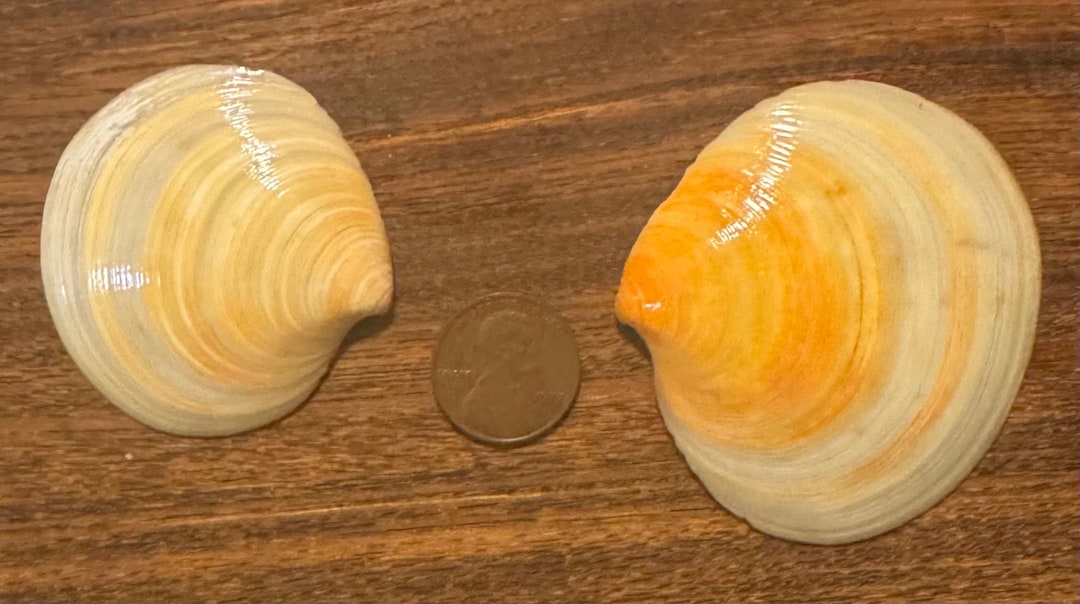 Two Orange Disc Dosinio Shells - Etsy