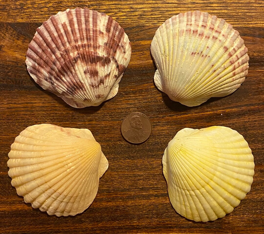 Four Jumbo Scallop Shells - Etsy