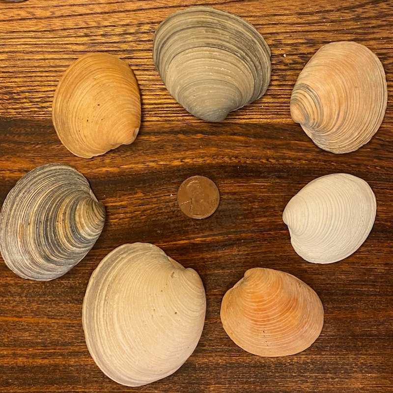 Quahog Shell - Etsy