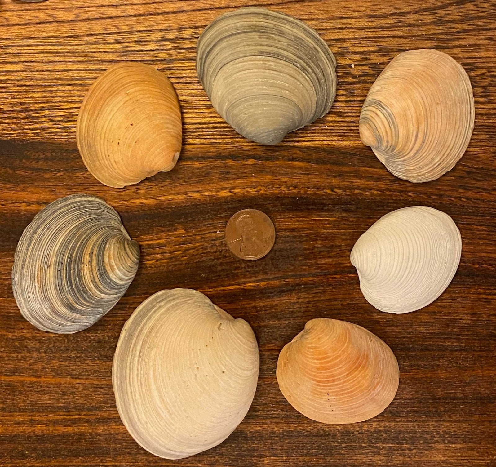 Seven Select Small Quahog Shells - Etsy