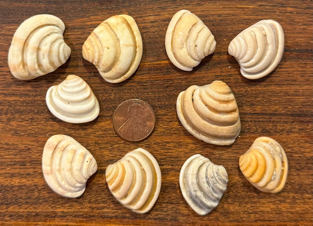 Ten Imperial Venus Shells - Etsy