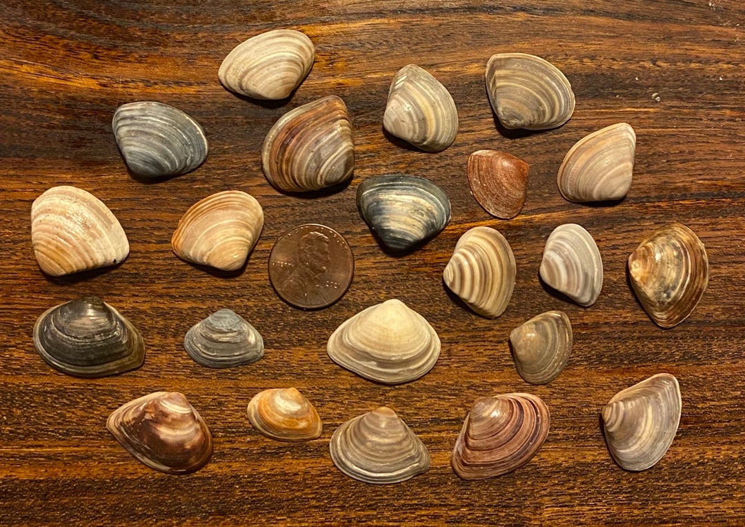 22 Colorful Million-year-old Dwarf Surf Shells - Etsy
