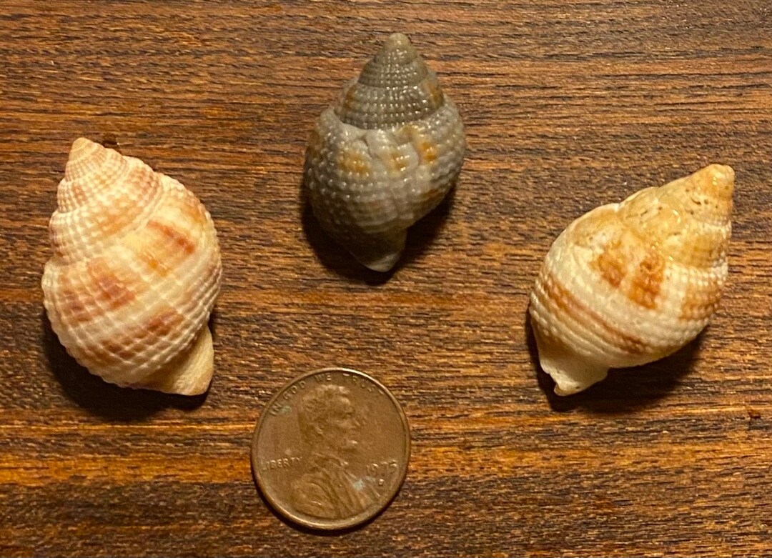 Three Nutmeg Shells One a Rare Black Nutmeg - Etsy