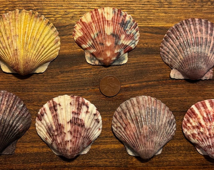 Seven Jumbo Scallop Shells - Etsy
