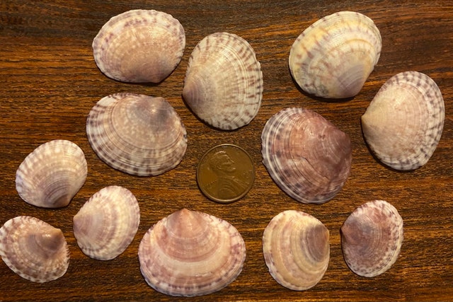 SouthFloridaShells - Etsy