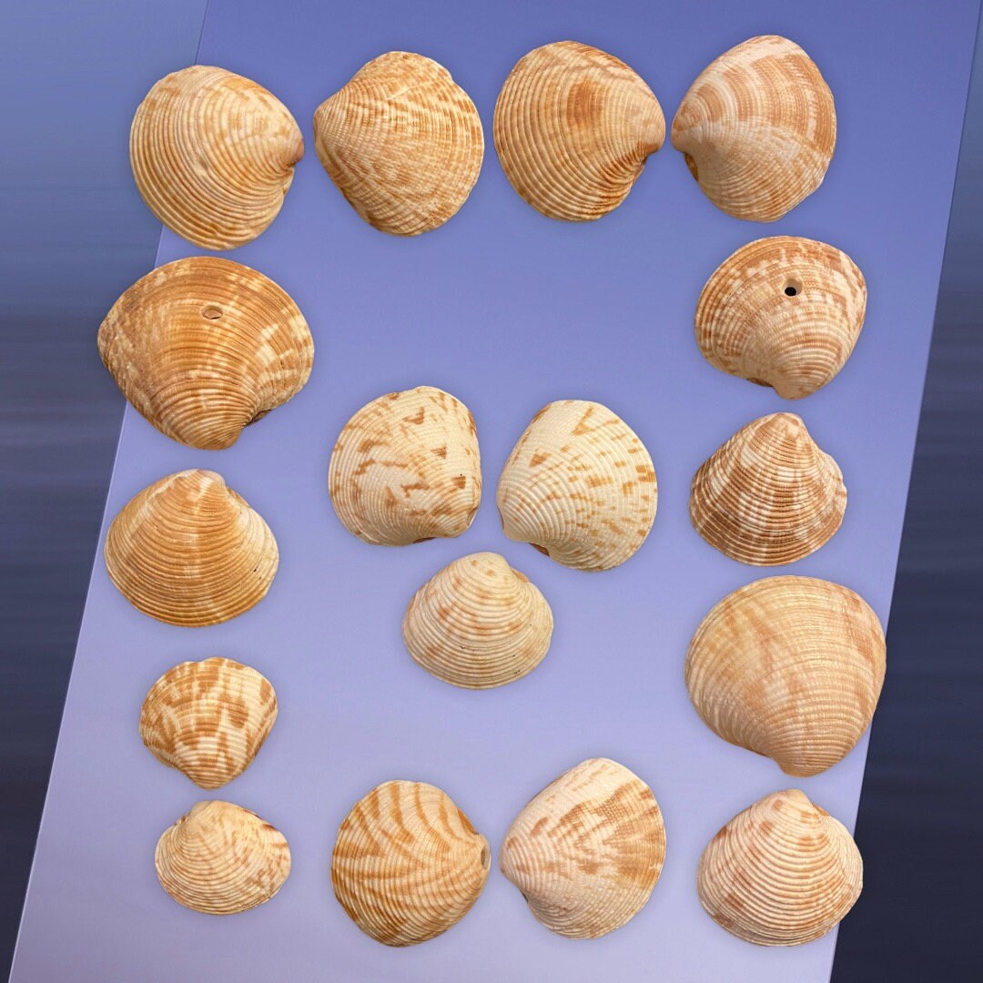 17 Patterned Lady-in-waiting Venus Shells - Etsy