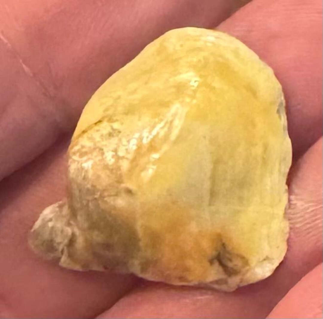 A Medium Gold Winged Oyster Shell - Etsy