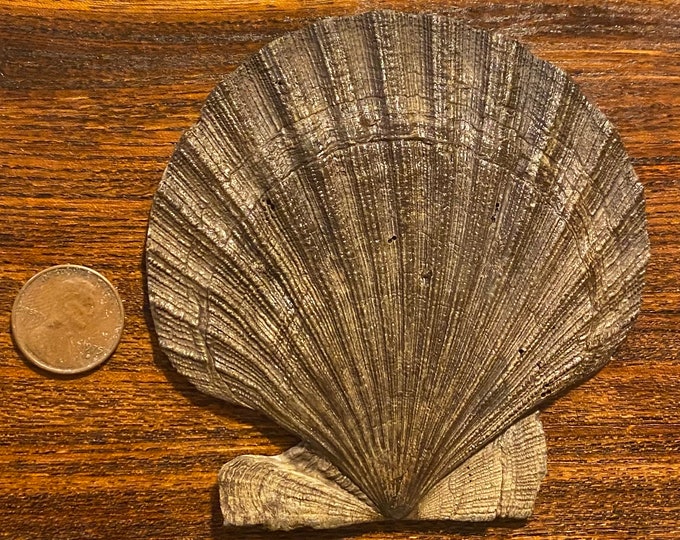 Rare Gray Jumbo Scallop Shell - Etsy
