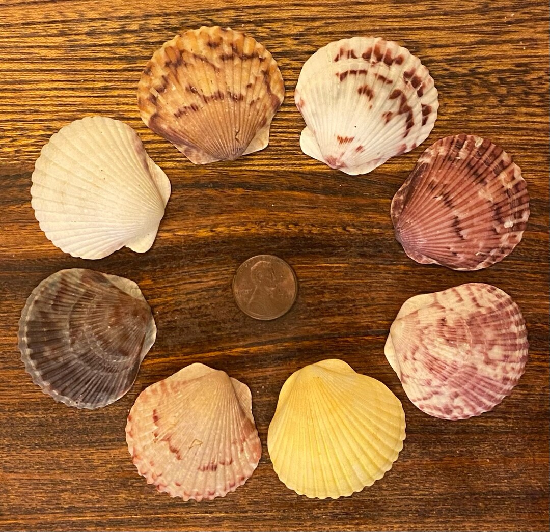 Eight Large Select Scallop Shells - Etsy