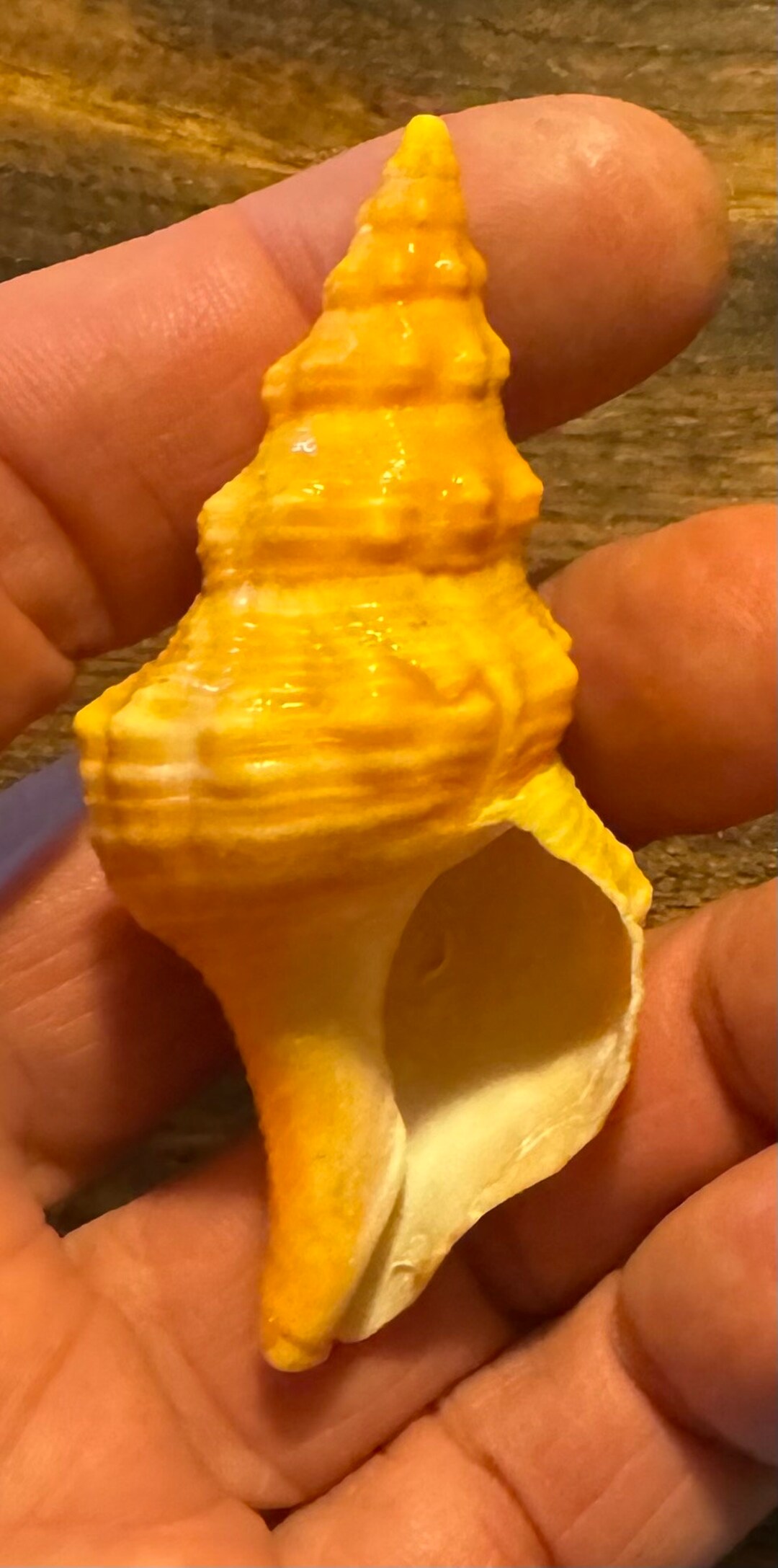 Beautiful Orange Horse Conch Shell - Etsy