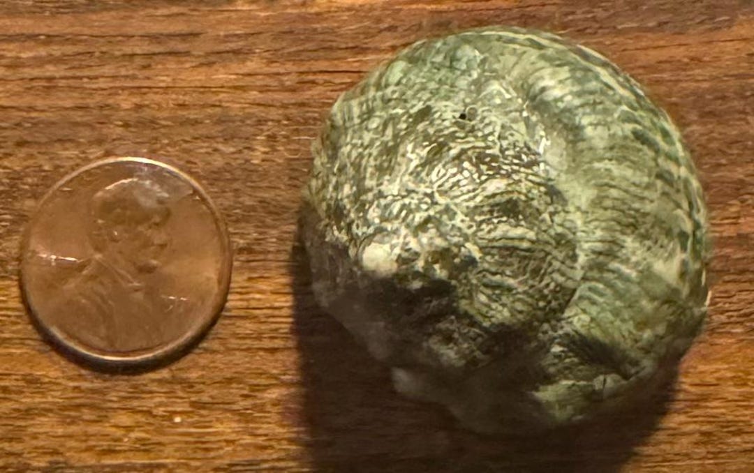 A Large Green Star Snail Shell - Etsy